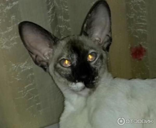 Отзыв о Сиамские кошки | наша любимая девочка!