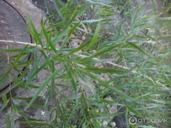 Отзыв о Комнатное растение "Аспарагус" | Шпренгера, перистый ...